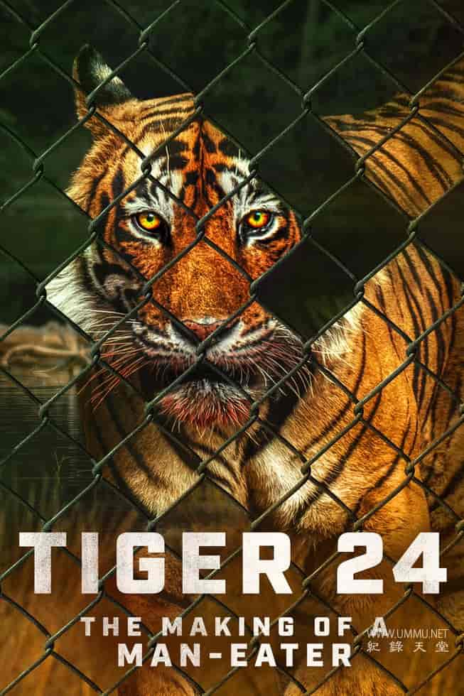 美国纪录片《24号老虎 Tiger 24 2022》英语中英双字 官方纯净版 1080P/MKV/5.04G 印度食人虎-纪录天堂